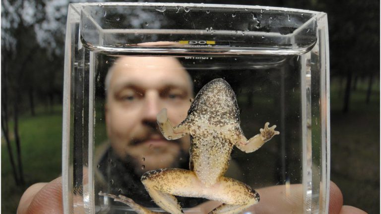 Cila është sëmundja që po vret amfibët dhe po shqetëson botën? - Gazeta Si