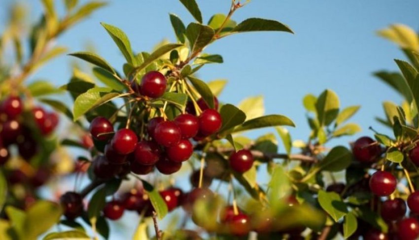 Qershia, fruti që ju mbron nga shumë sëmundje - Gazeta Si