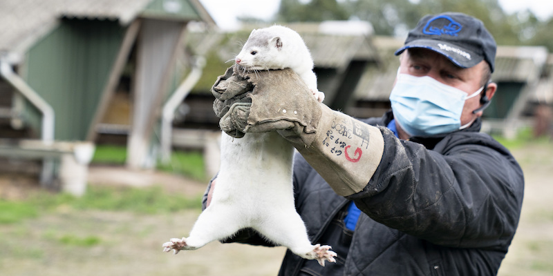 Koronavirusi i mutuar në qelbës është një rrezik për njerëzit ...