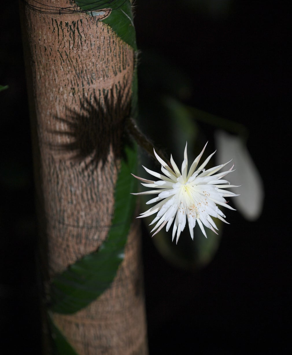Lulja që të gjithë po prisnin që të lulëzonte... - Gazeta Si