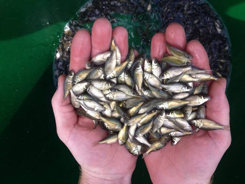 Peshqit po notojnë në ujëra më të ftohta, ndërsa ndryshimi i klimës ...