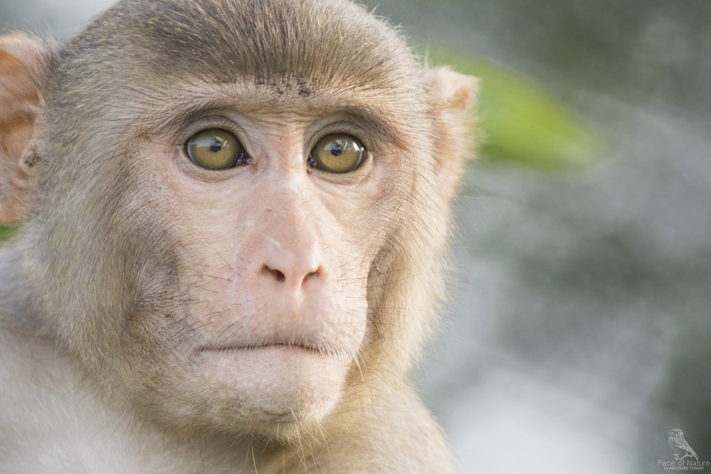 Zbulohet imazhi i parë në botë me rezolucion të lartë 3D në trurin e ...