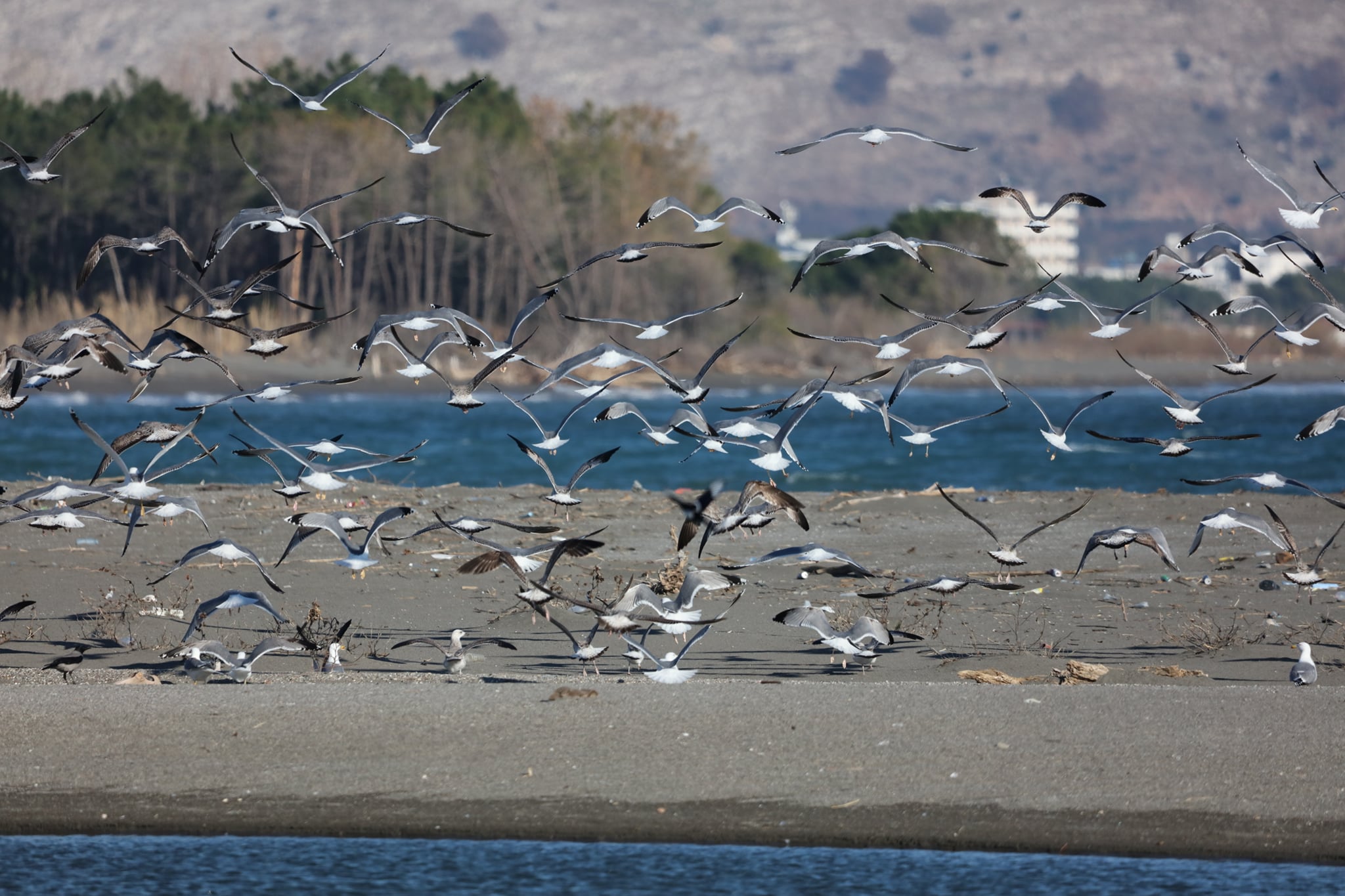 Sot kemi më pak shpendë ujorë - Gazeta Si