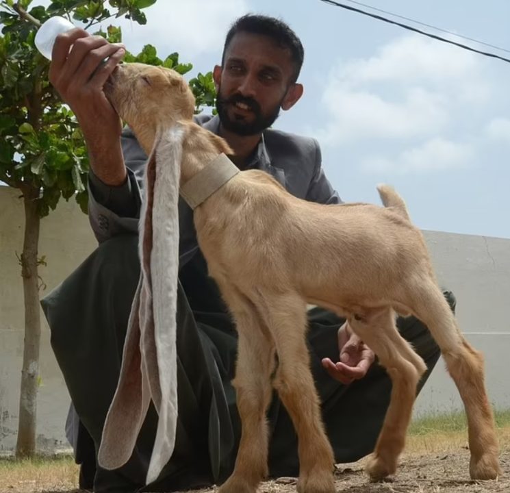 Një dhi me veshët 48 cm të gjatë - Gazeta Si