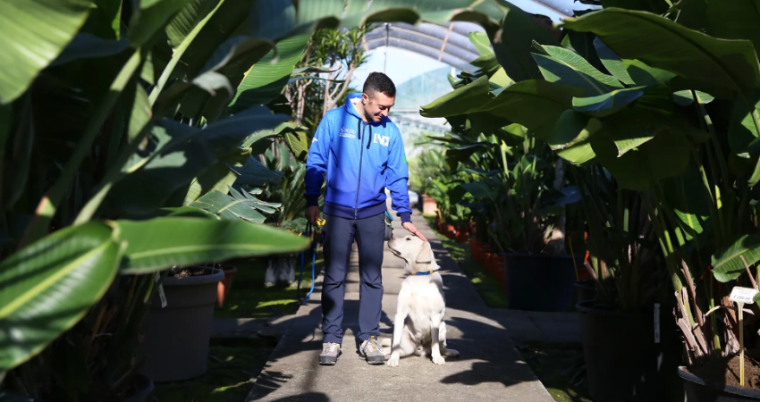 Plani për të shpëtuar ullinjtë e Italisë me qen antidroge - Gazeta Si