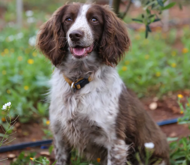 Plani për të shpëtuar ullinjtë e Italisë me qen antidroge - Gazeta Si