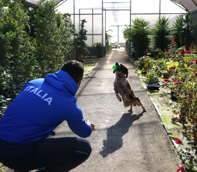 Plani për të shpëtuar ullinjtë e Italisë me qen antidroge - Gazeta Si