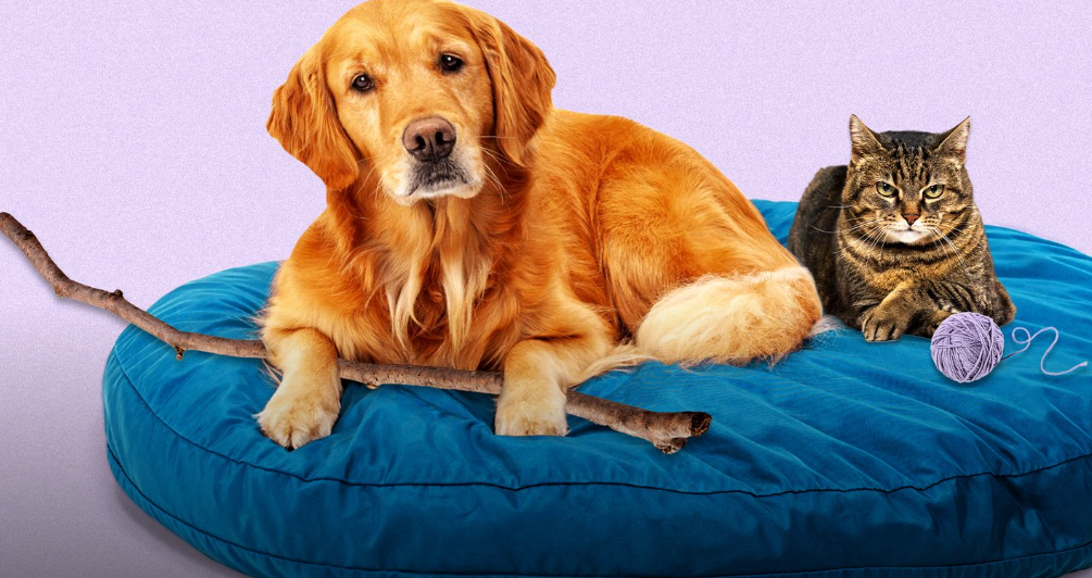 Kafshët shtëpiake nuk e njohin inflacionin, por po i ndjejnë efektet e ...