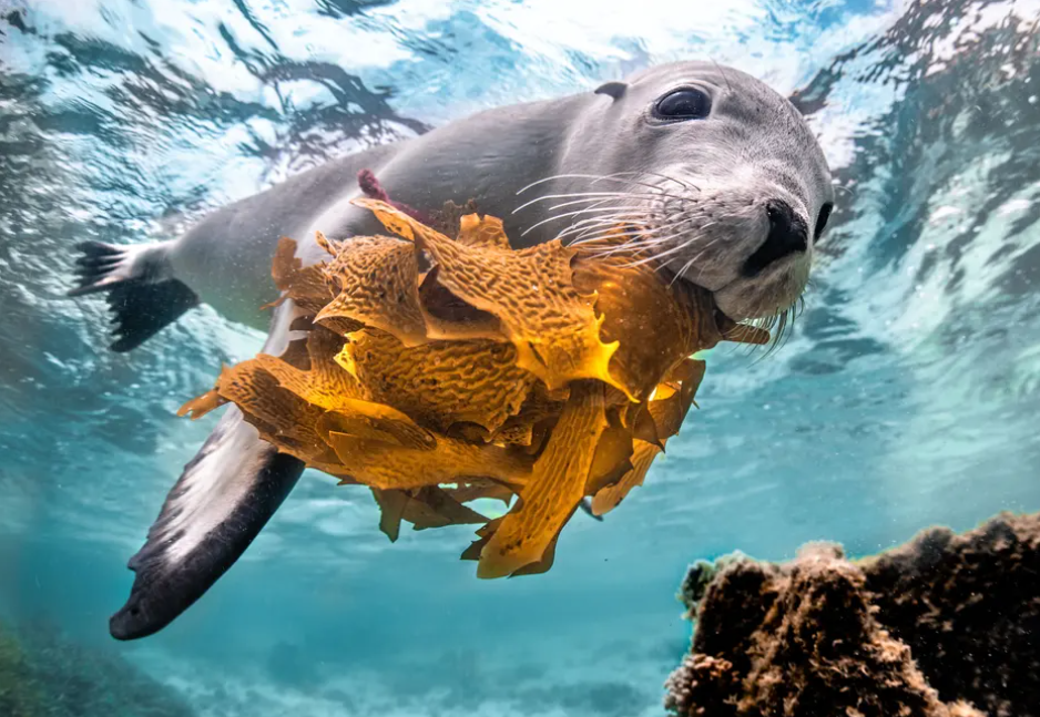 Fotografi për të mbrojtur oqeanet dhe detet... - Gazeta Si