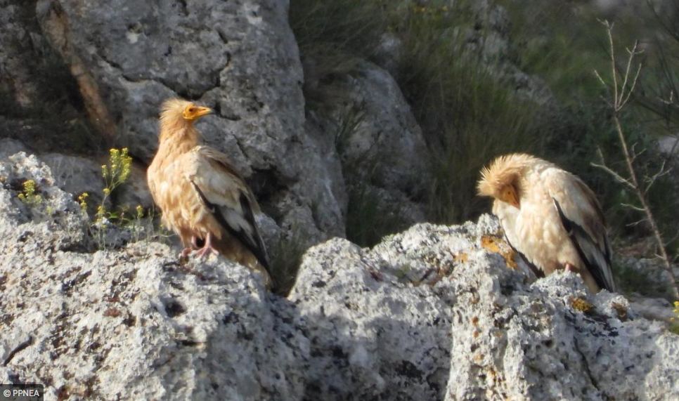 Barinjtë shqiptarë po e helmojnë shkabën! - Gazeta Si