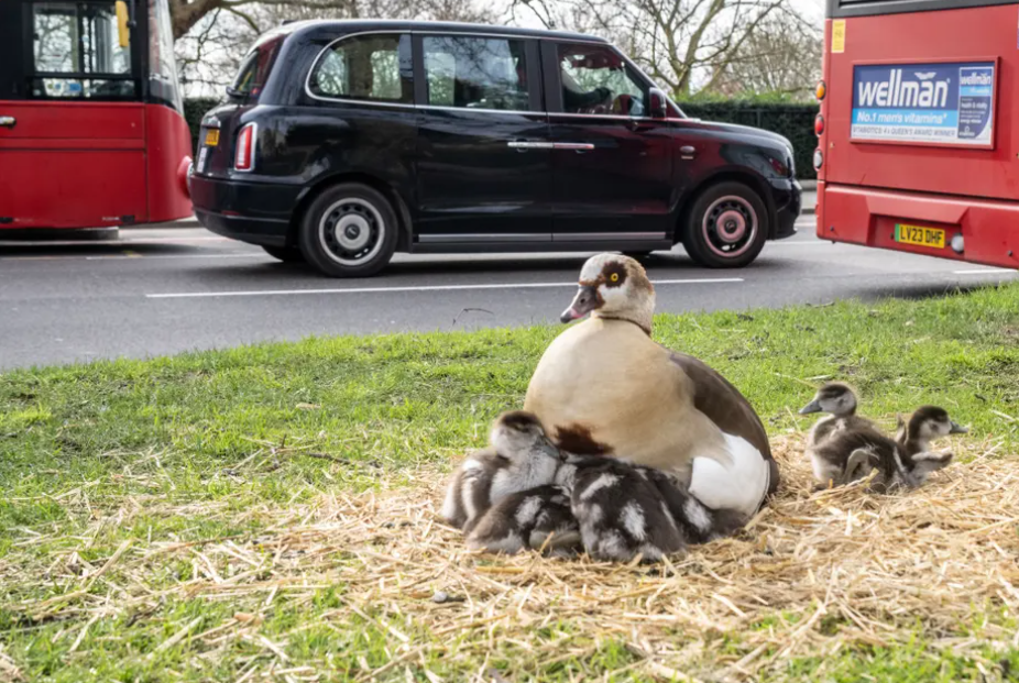Përqafimi i këlyshëve të ariut dhe zogjtë që grinden, java në botën e ...