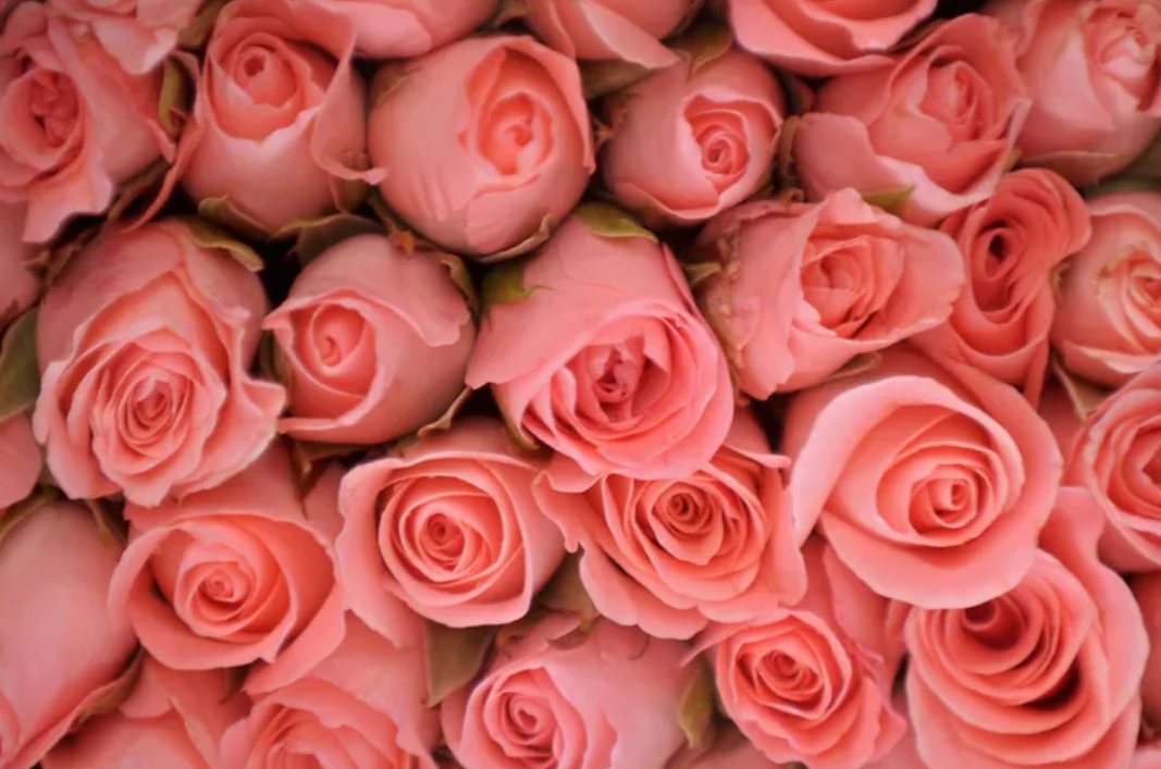 Mesazhi që 'fshehin' lulet sipas ngjyrës që kanë. Si të krijoni buqetën ...